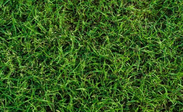 Nimmer Turf Farm – Premium Sod Delivery & Installation