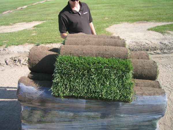 St. Augustine Sod in Savannah, GA | Nimmer Turf Farm